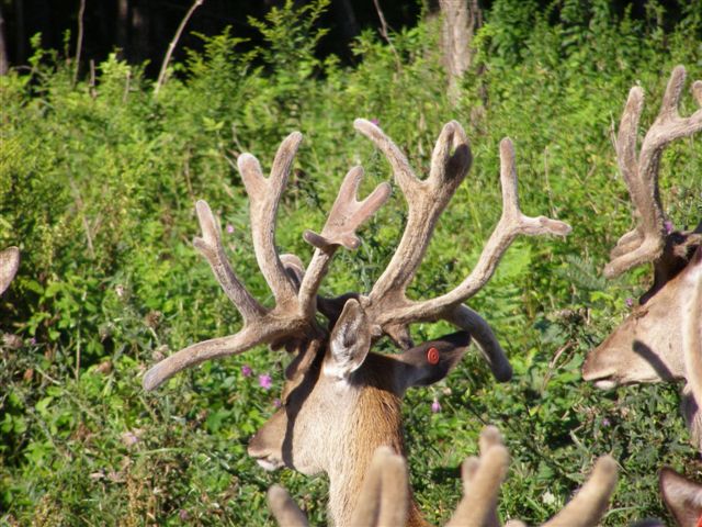 Photo Gallery from Shakaree Red Deer Farm